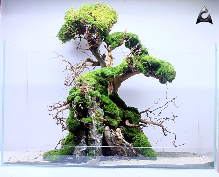 Aquascape Ancient Tree - Aquaman Nature Studio