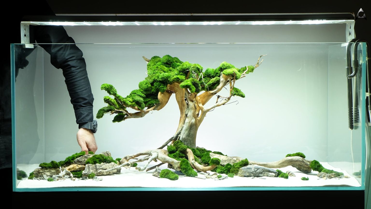 "Ancient Tree" with aquarium - Aquaman Nature Studio
